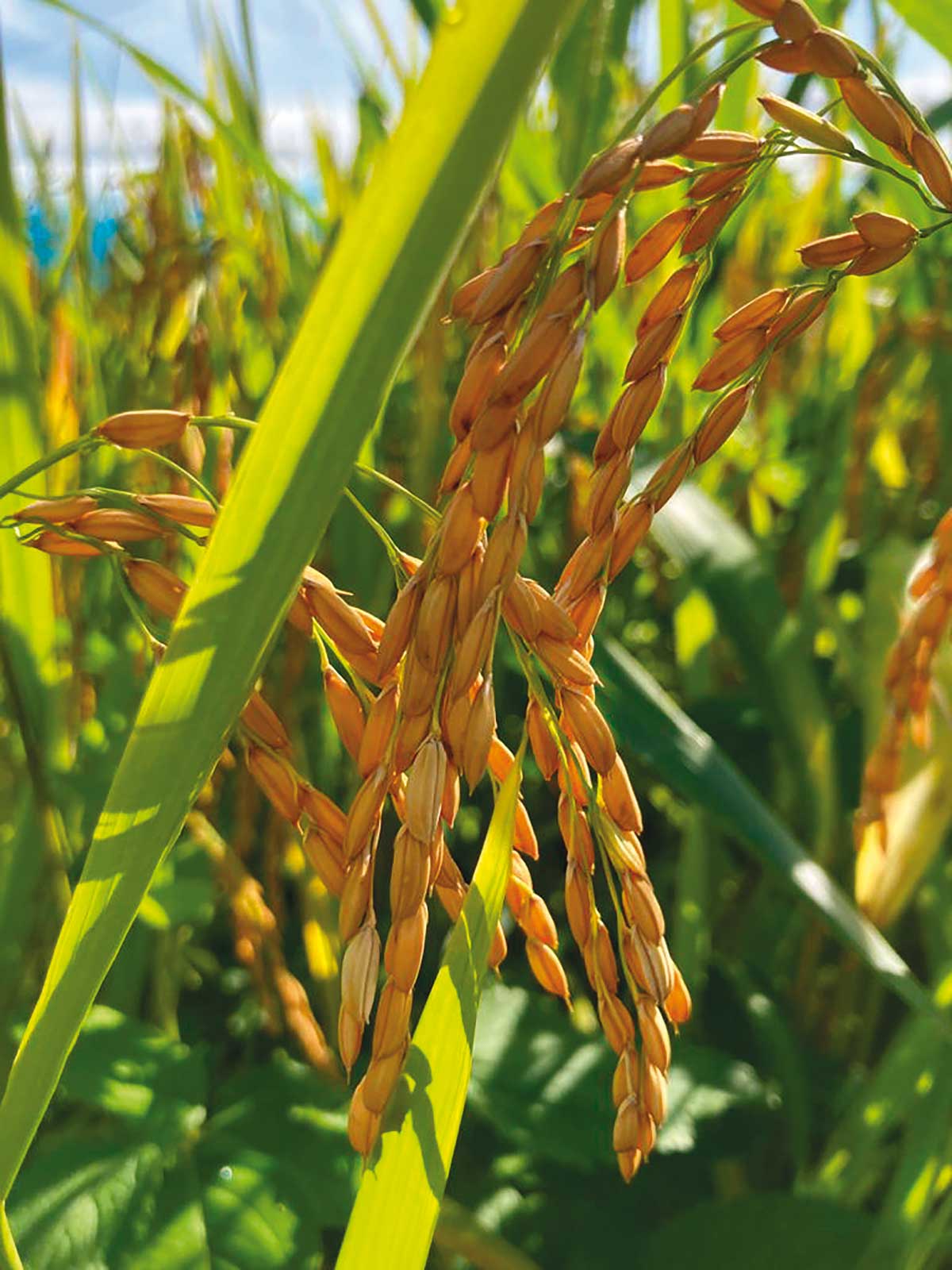 L’Association Riz Réunion creuse son sill - Leader Réunion