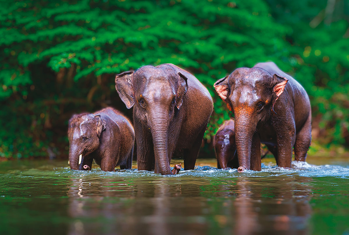 Happy Elephant invente un nouveau détergent écologique - Leader Réunion