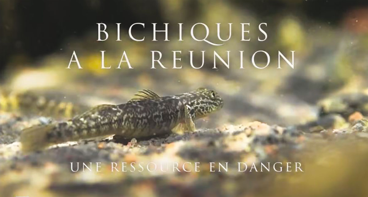 La pêche des bichiques autorisée jusqu’en février - Leader Réunion